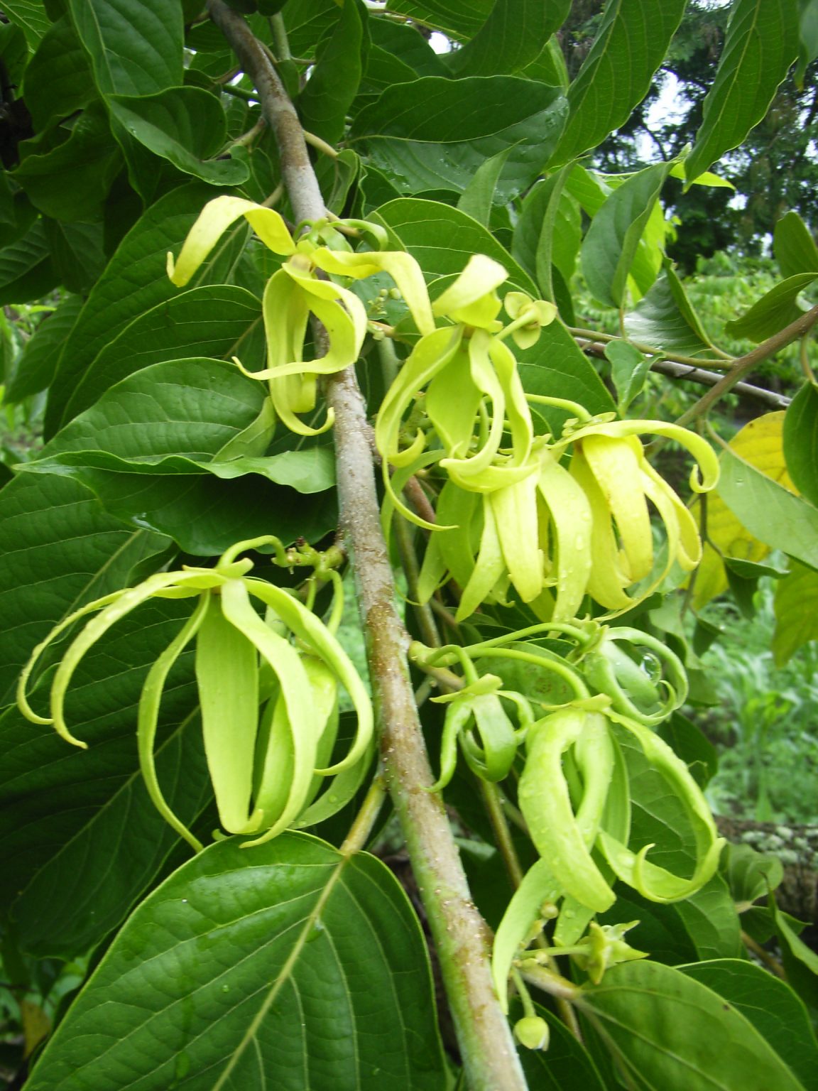 The story begins in the Landes French region in 1980 - Biolandes