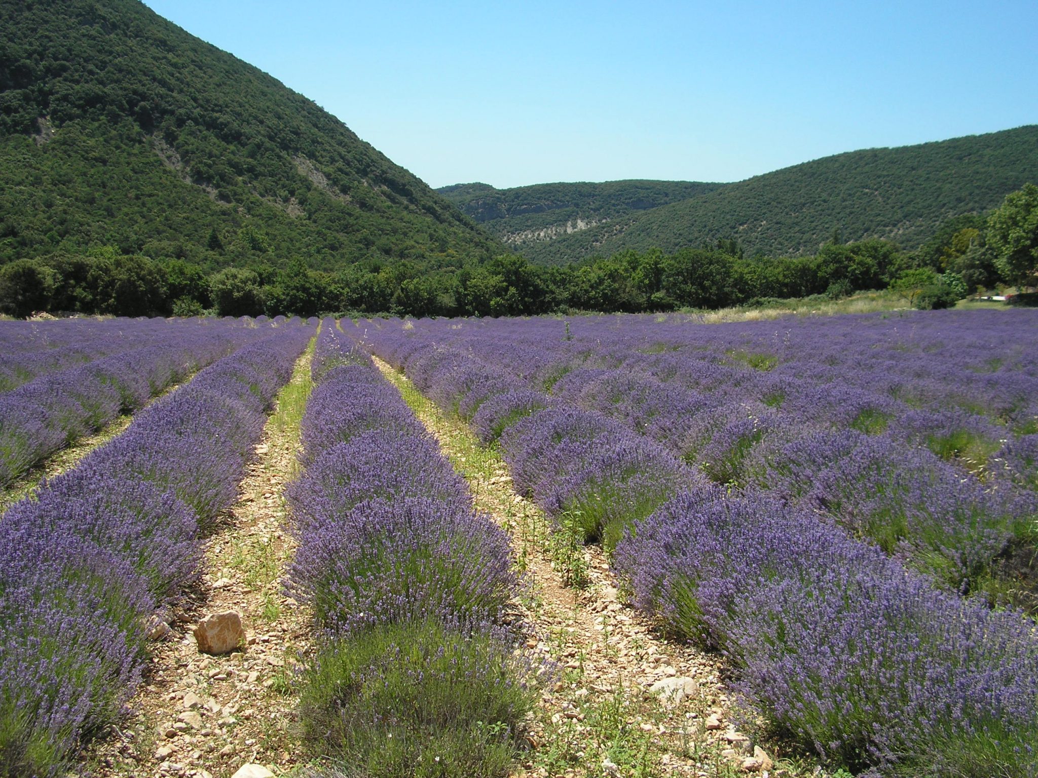The story begins in the Landes French region in 1980 - Biolandes