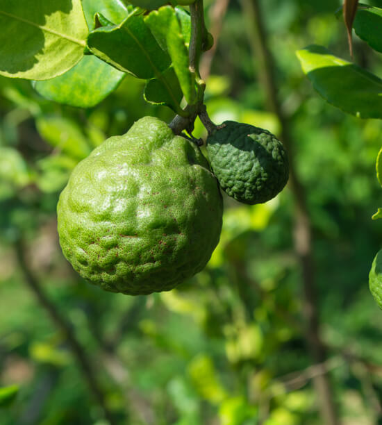 BERGAMOTE BERGAPTENE-FREE - Biolandes